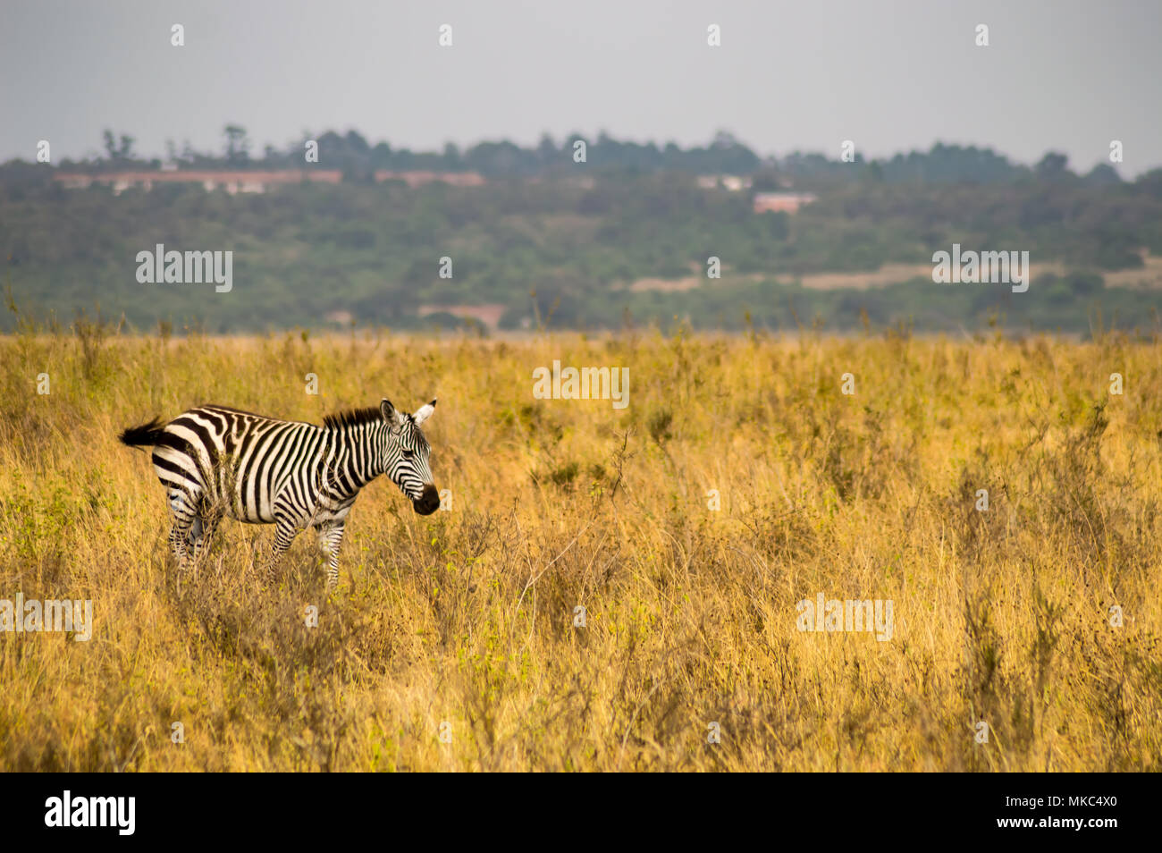 Isolated zebra in the savannah countryside of Nairobi Park in Kenya ...