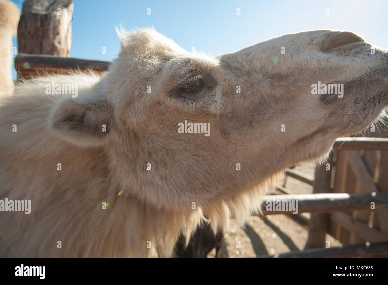 Closeup portrait of the white camel Stock Photo - Alamy