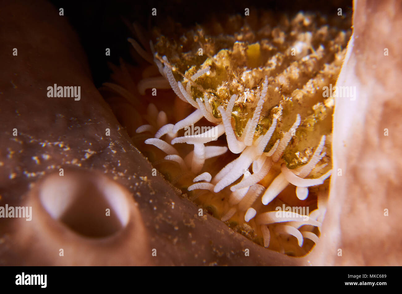Spiny file clam (Lima lima) underwater close-up in Ses Salines Natural ...