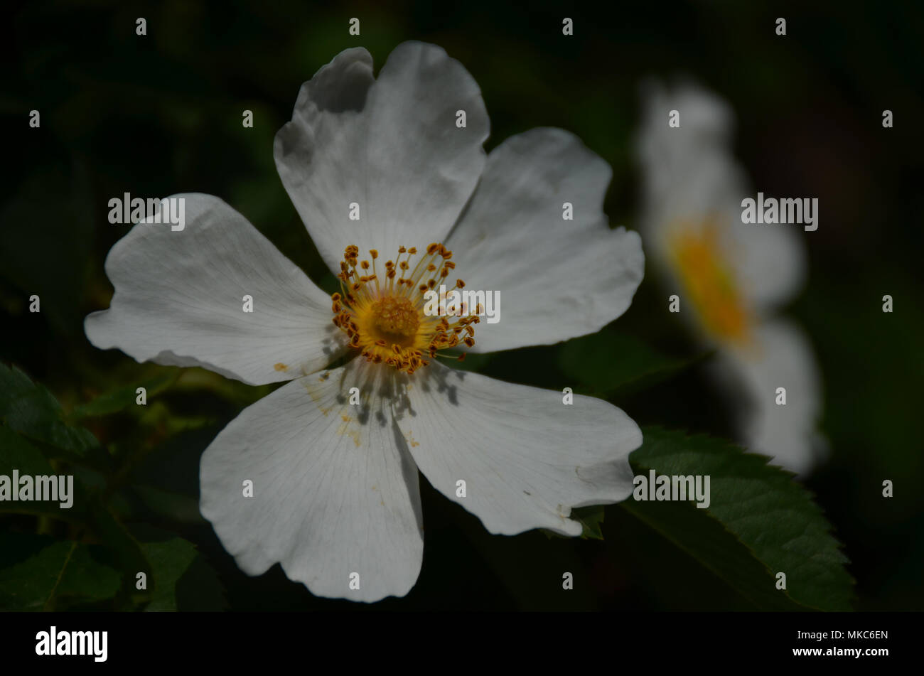 Indian rose tree hi-res stock photography and images - Alamy