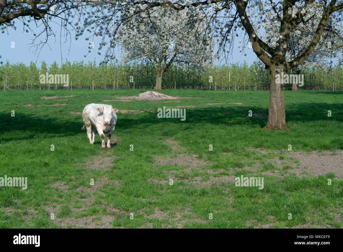 Belgian Blue cow, very big special beef cattle with double-muscling ...