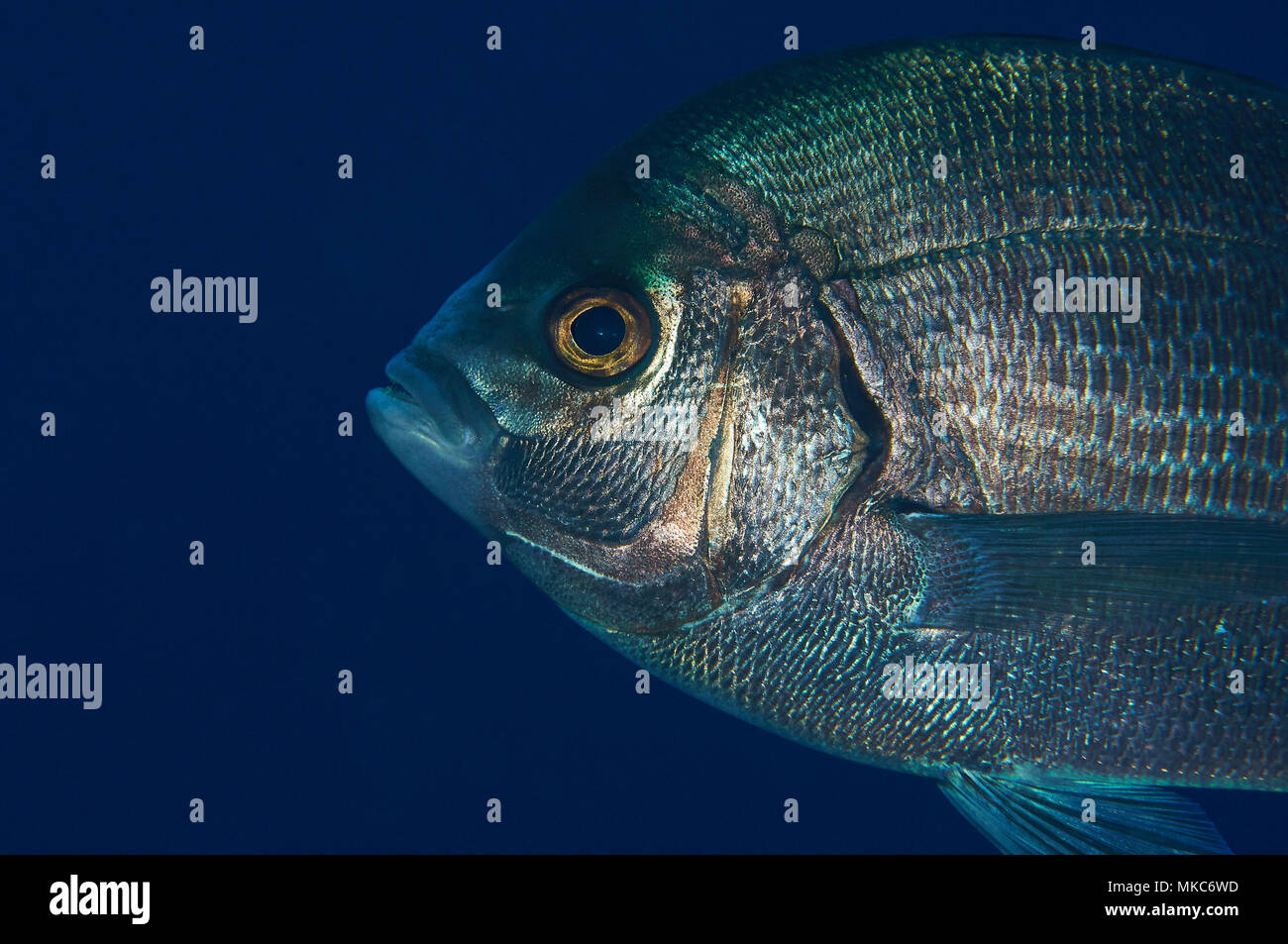 Black bream hi-res stock photography and images - Alamy