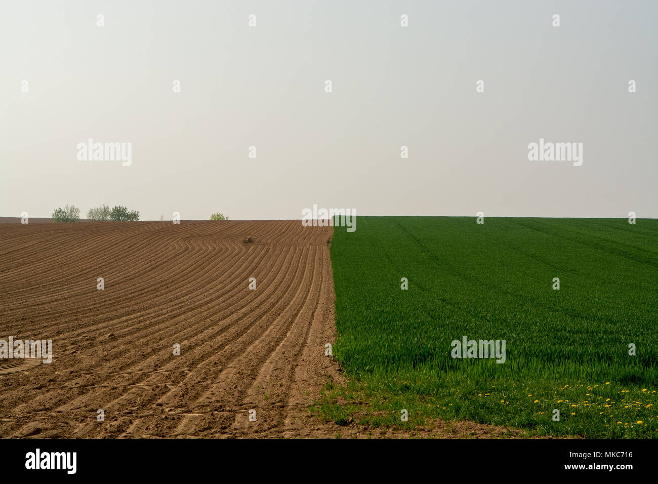 Spring fields panorama landscape with fresh green grass and plowed ...
