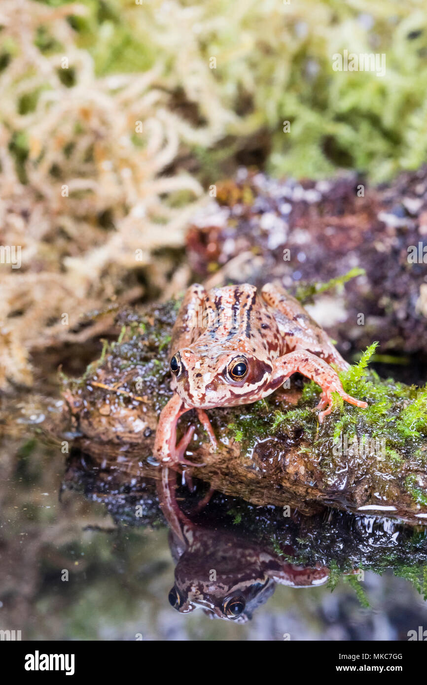 Common frog photographed in a studio set-up before being released ...