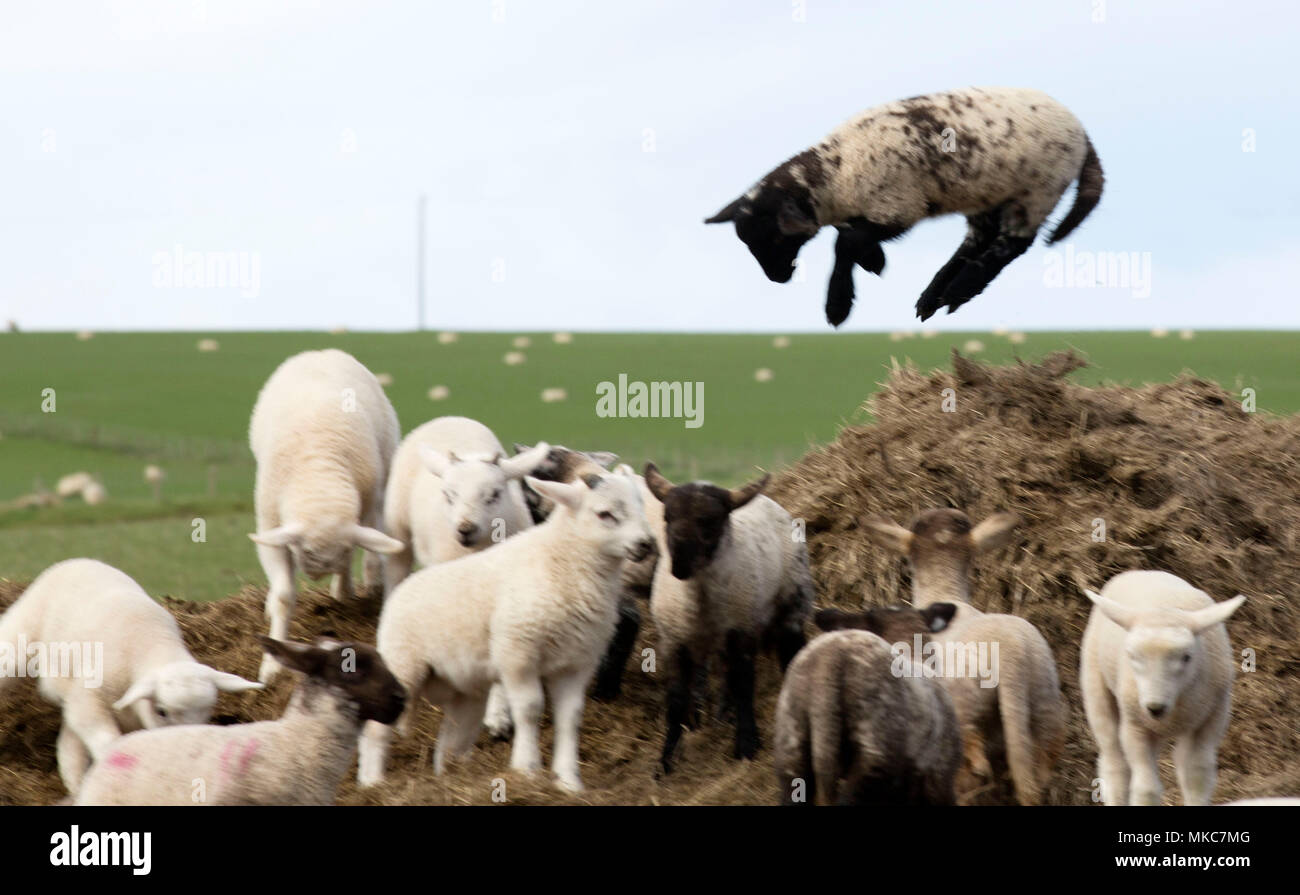 Lambs enjoying the spring weather in Lanarkshire, Scotland Stock Photo ...