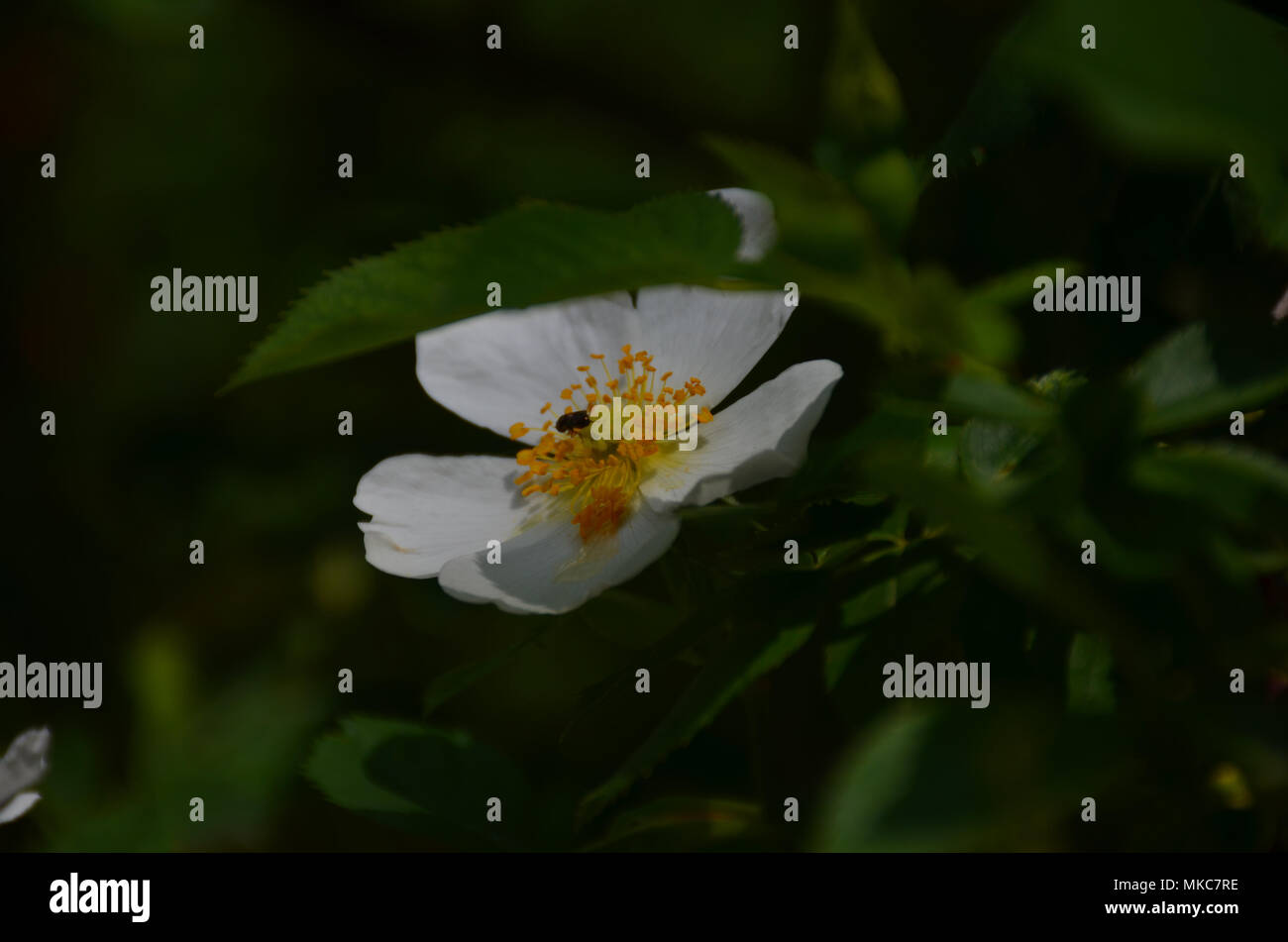White flower of Iron Wood blooming on tree, Indian rose chestnut tree ...