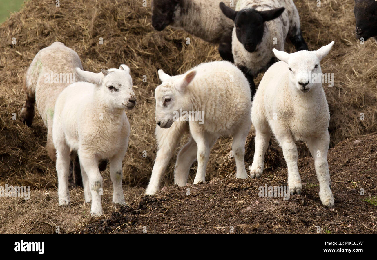 Lambs enjoying the spring weather in Lanarkshire, Scotland Stock Photo ...