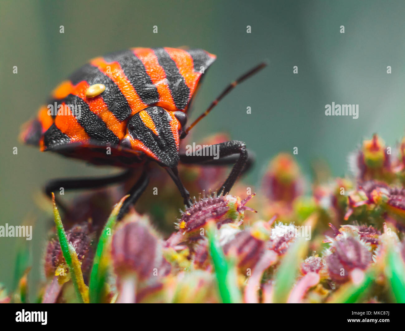 Background specimen bug bugs hi-res stock photography and images - Alamy