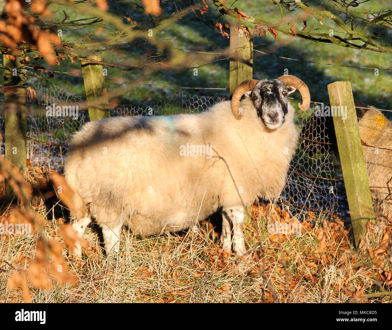 One black faced sheep hi-res stock photography and images - Alamy