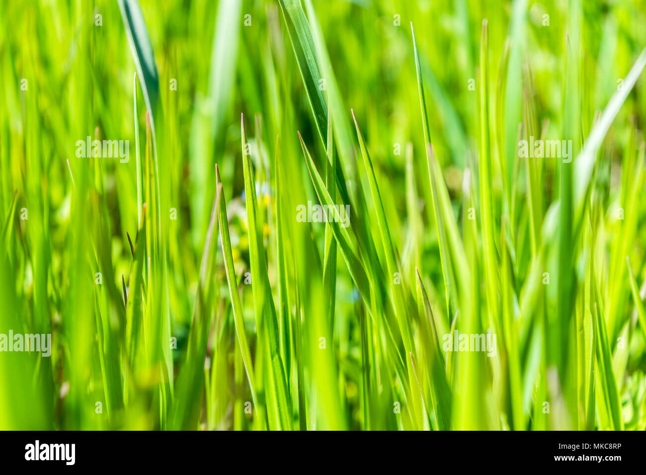 Balde green hi-res stock photography and images - Alamy