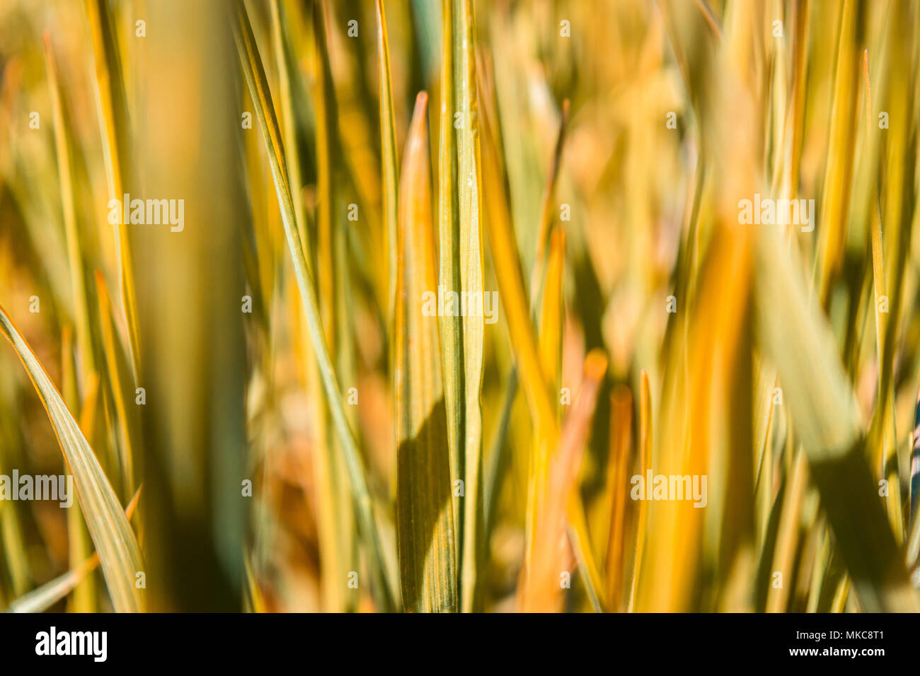 Grass balde hi-res stock photography and images - Alamy