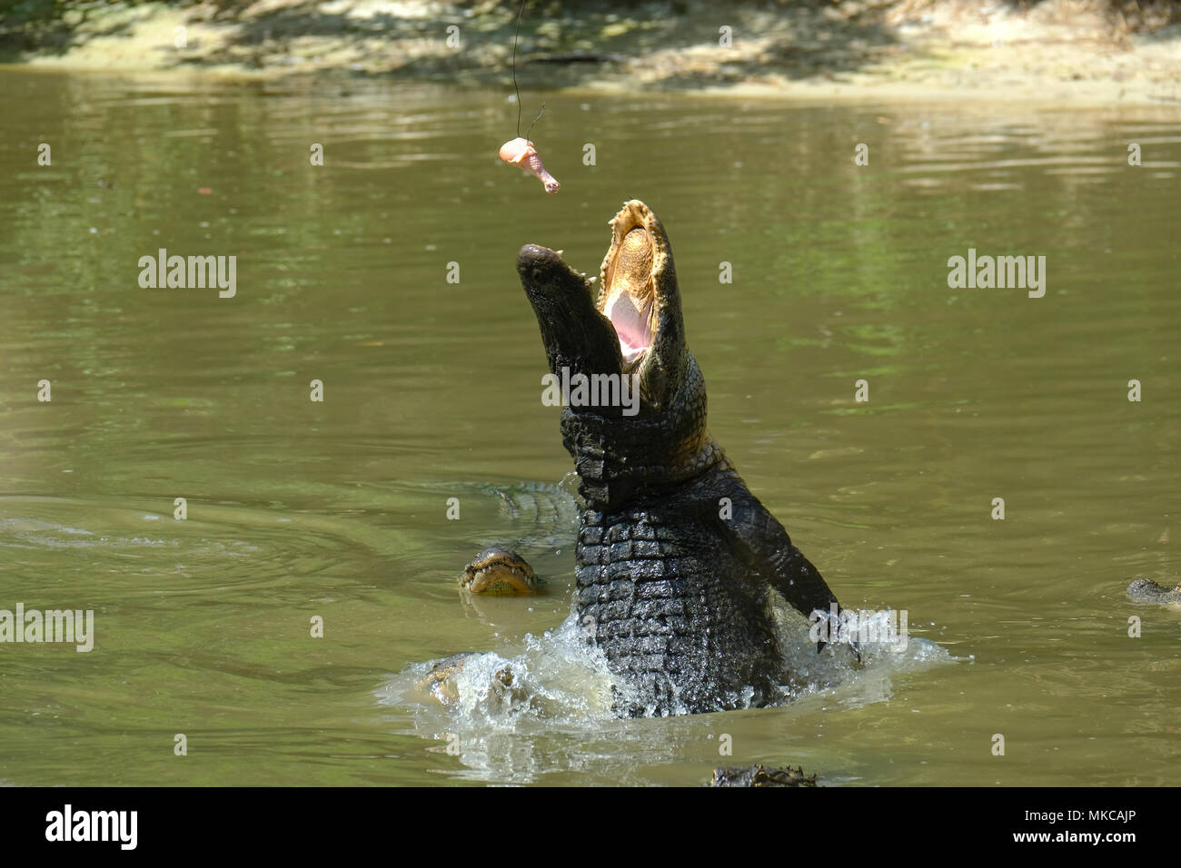 Alligators feeding in Wild Florida reserve, USA Stock Photo - Alamy