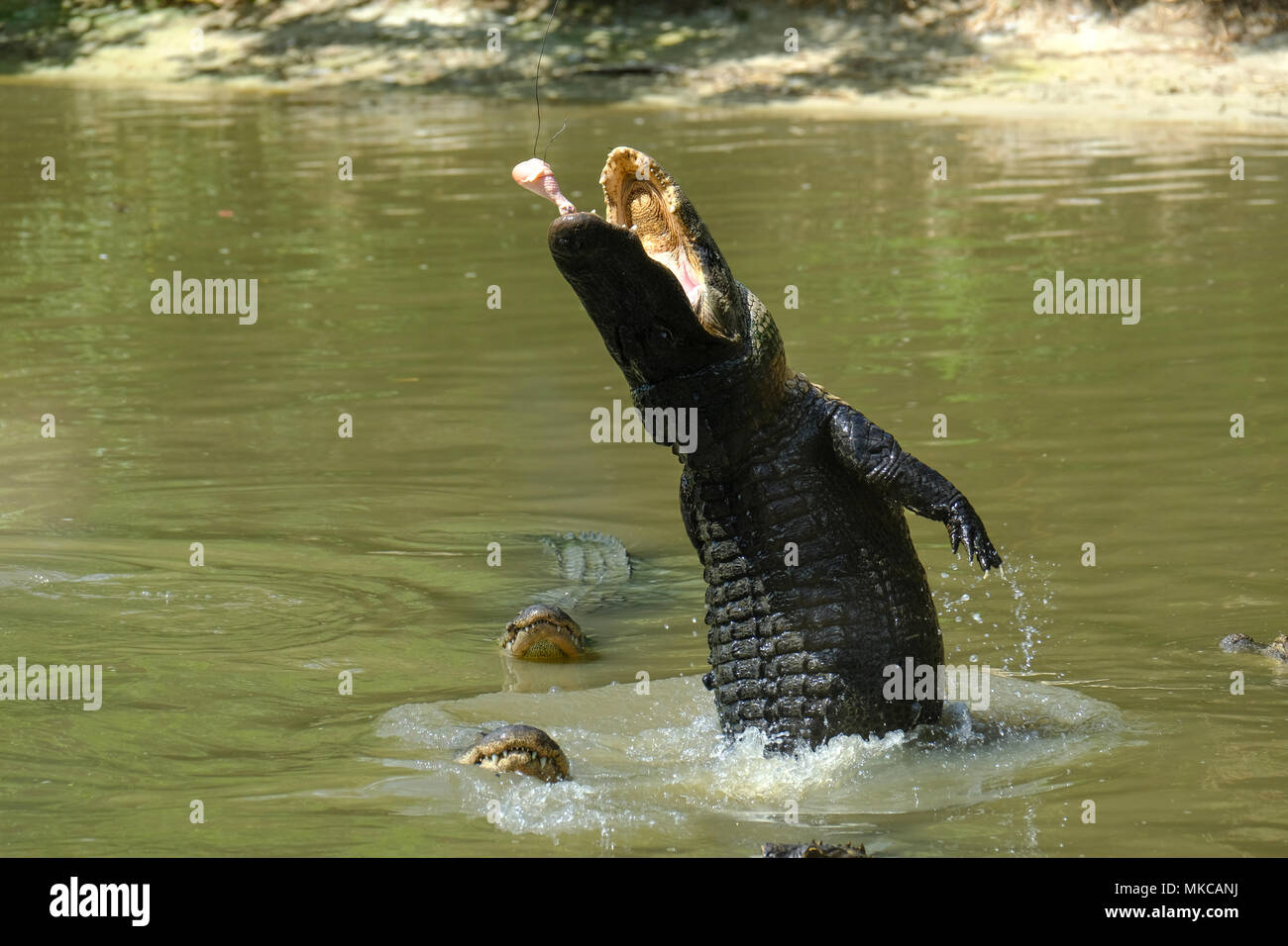Alligators feeding in Wild Florida reserve, USA Stock Photo - Alamy