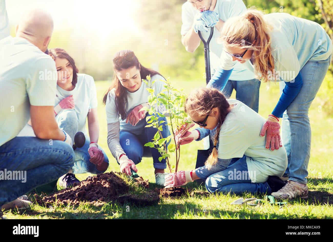 group of volunteers planting tree in park Stock Photo - Alamy