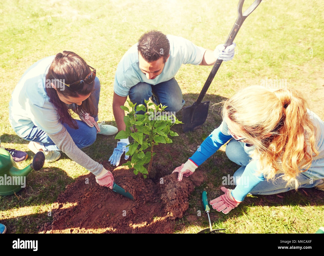 group of volunteers planting tree in park Stock Photo - Alamy