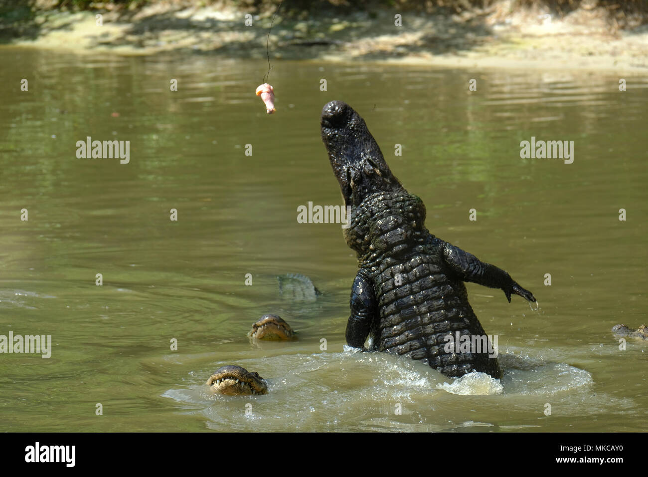 Alligators feeding in Wild Florida reserve, USA Stock Photo - Alamy