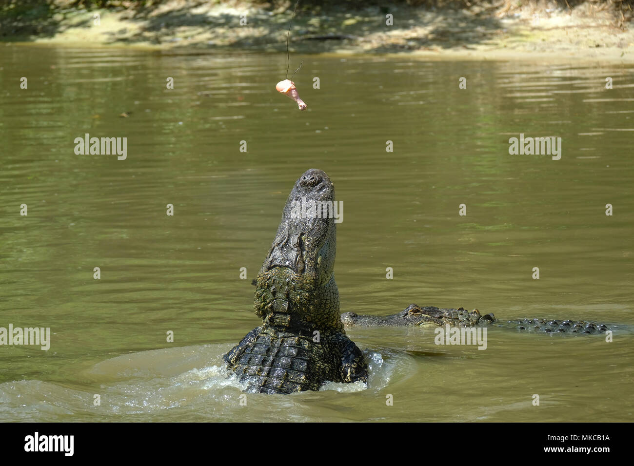 Alligators feeding in Wild Florida reserve, USA Stock Photo - Alamy
