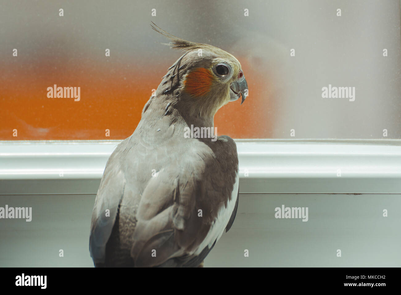 closeup of cockatiel bird. Female Nymphicus hollandicus Stock Photo - Alamy