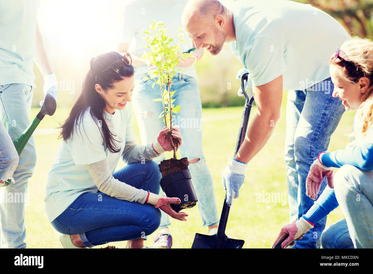 group of volunteers planting tree in park Stock Photo - Alamy