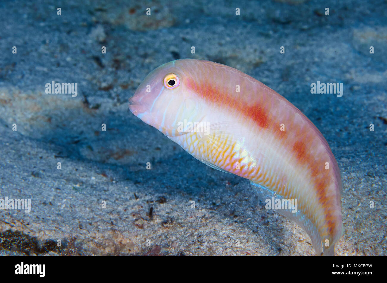 Underwater fish portrait of a colorful pearly razorfish (Xyrichtys ...