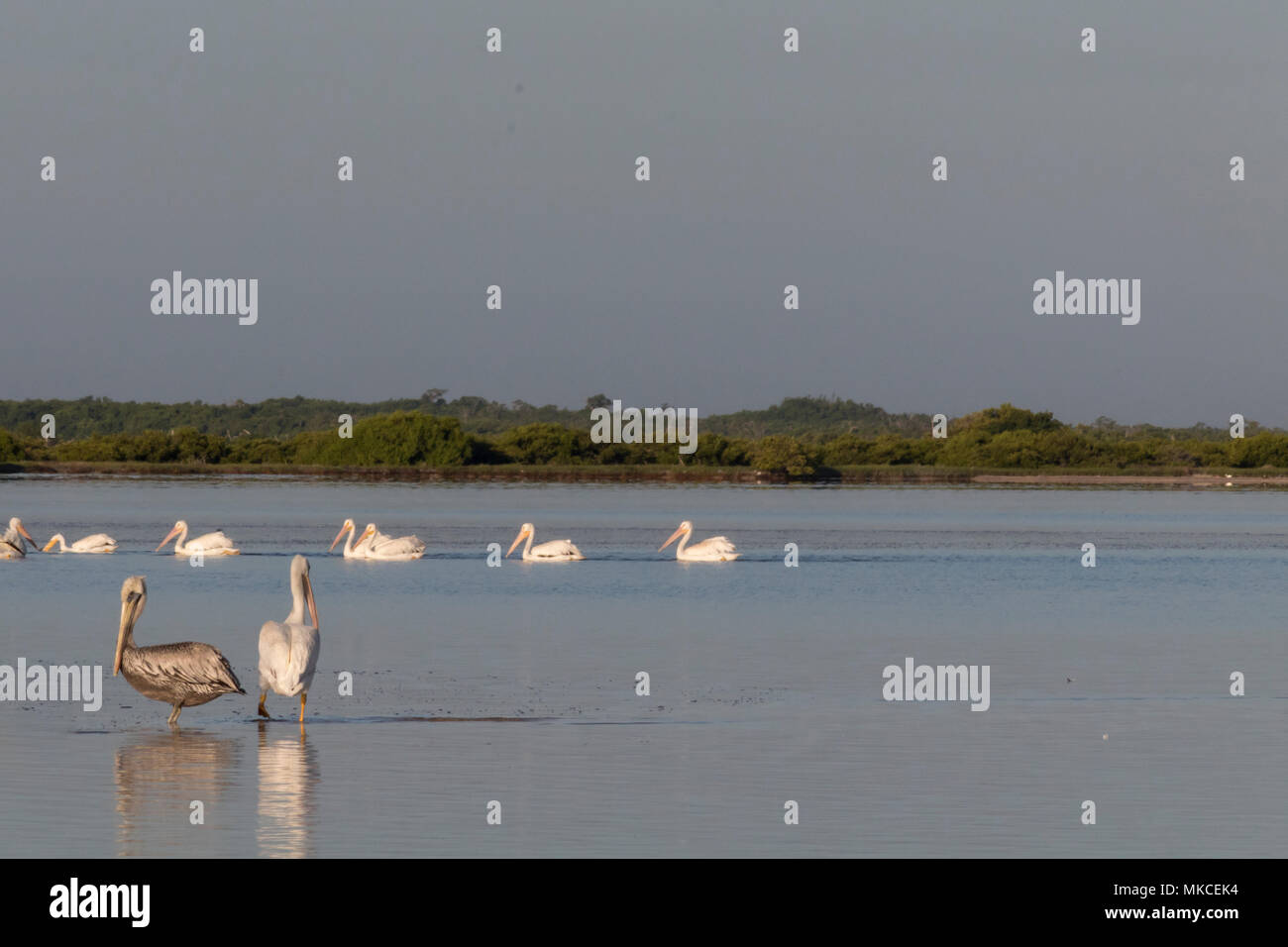 seabird diversity during migration season in Mexico. White and Brown ...