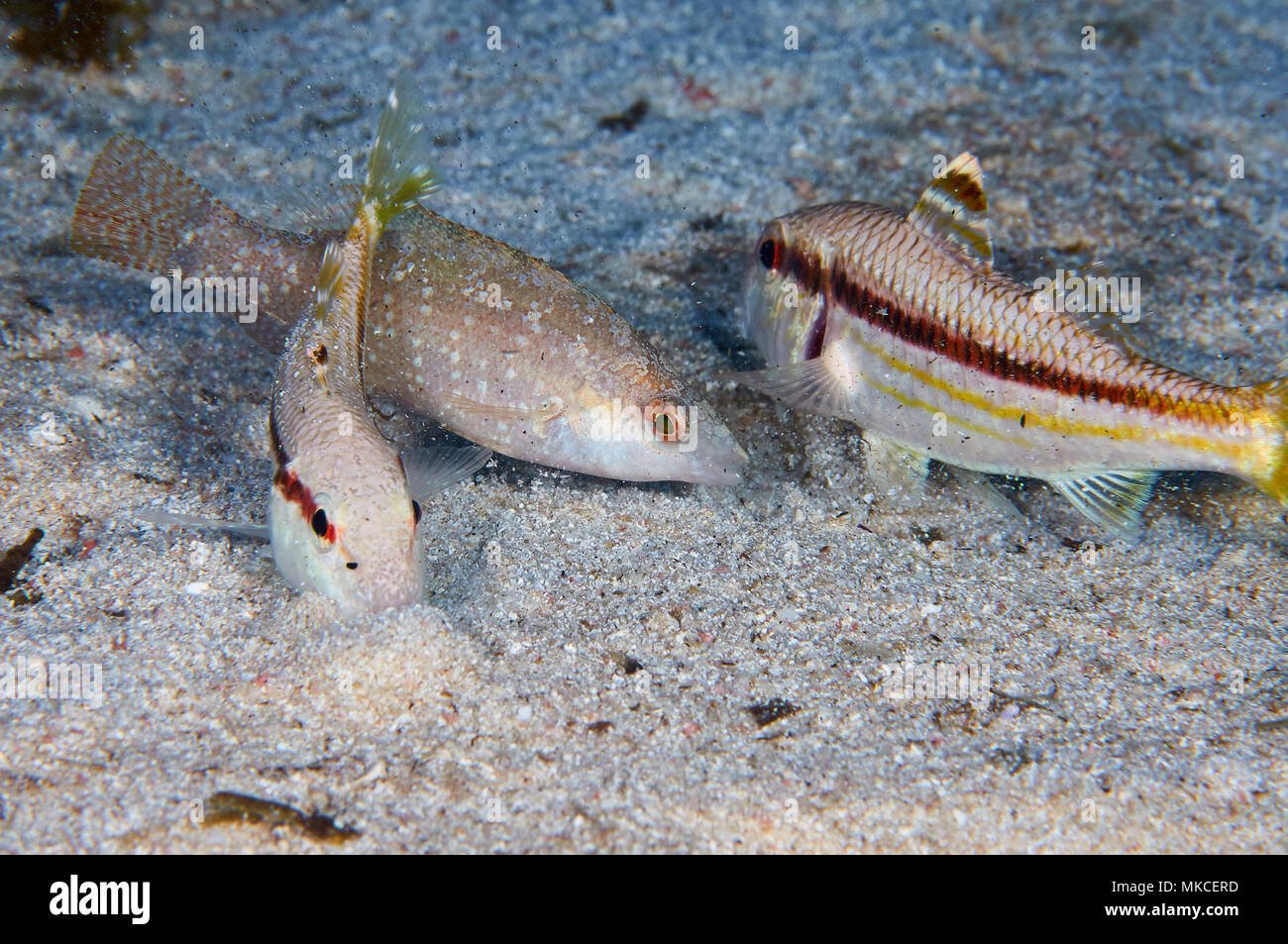 Striped Mullet Stock Photos & Striped Mullet Stock Images - Alamy