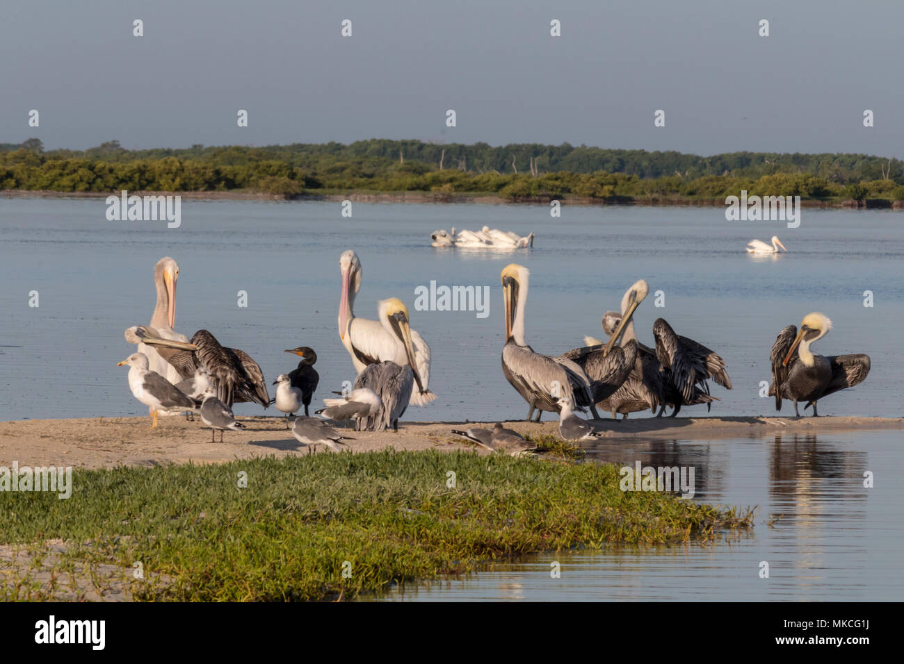 seabird diversity during migration season in Mexico. White and Brown ...