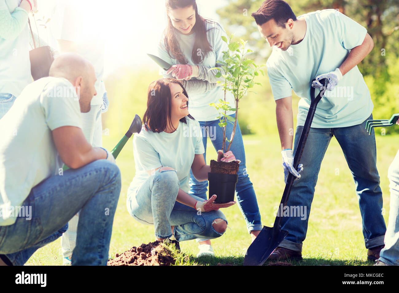 group of volunteers planting tree in park Stock Photo - Alamy