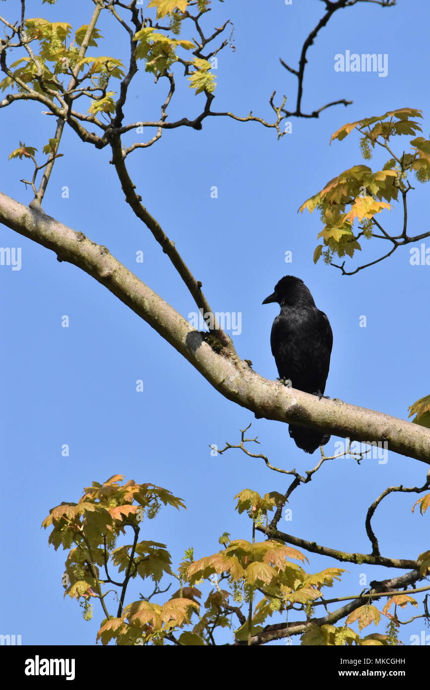 blackbird in tree Stock Photo - Alamy