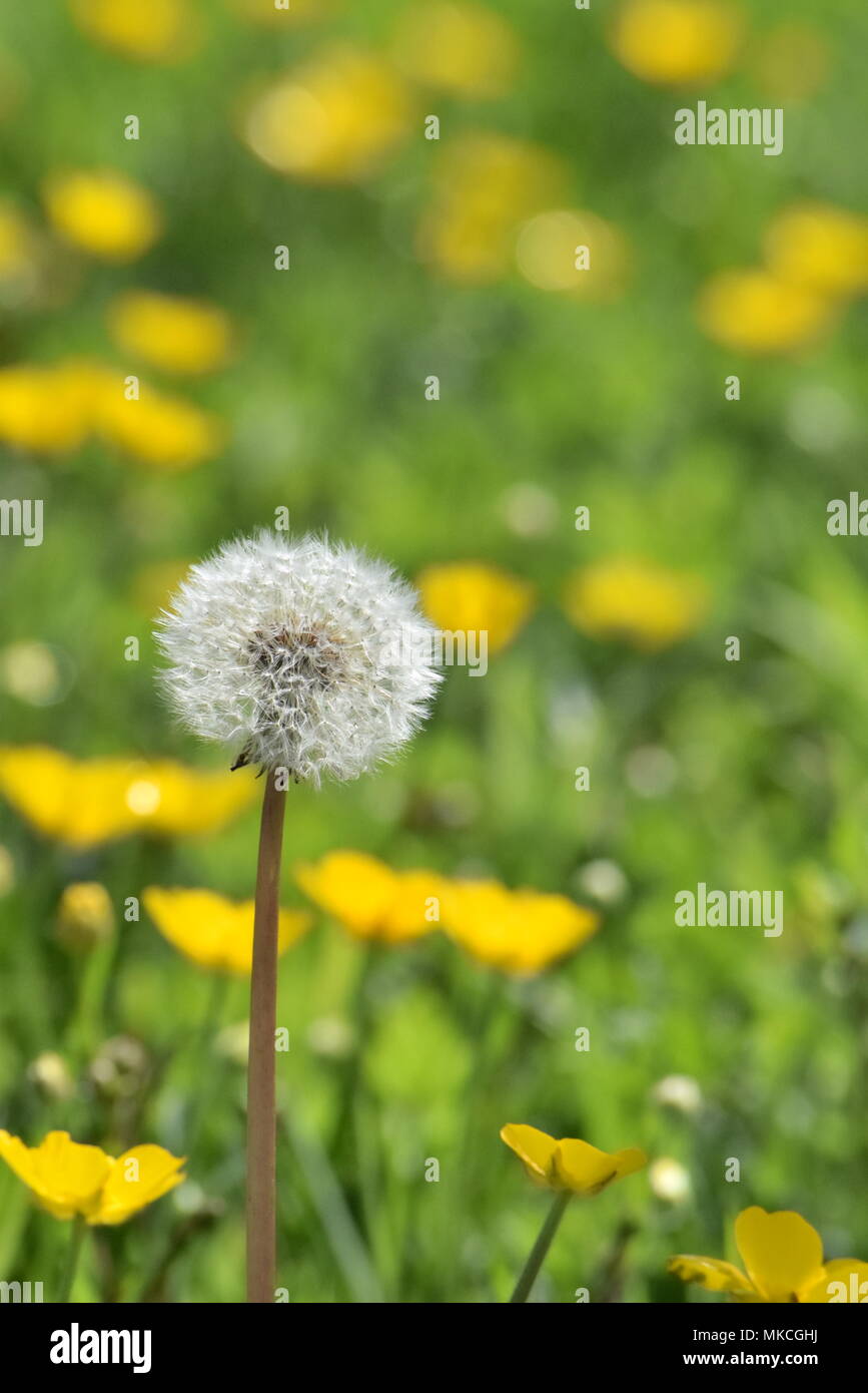 Buttercup and dandelion hi-res stock photography and images - Alamy