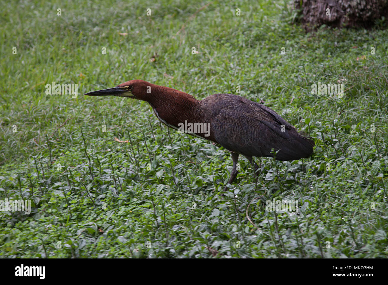 Rufescent tiger heron (Tigrisoma lineatum) is a species of heron in the ...
