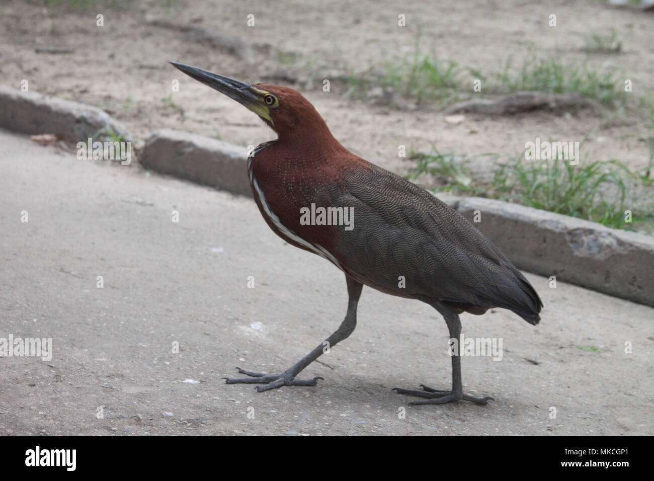 Rufescent tiger heron (Tigrisoma lineatum) is a species of heron in the ...