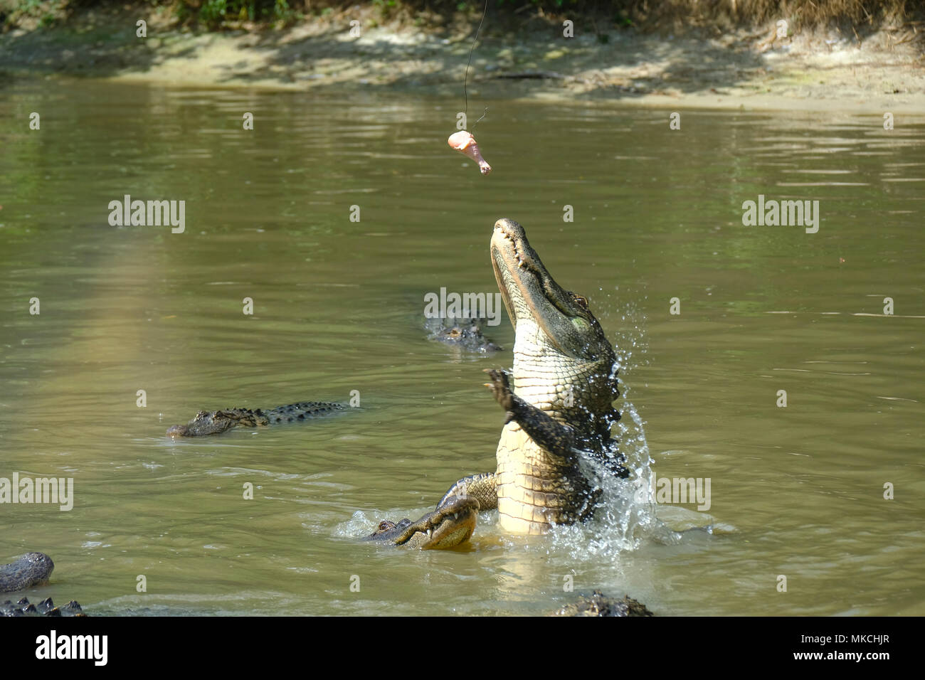 Alligators feeding in Wild Florida reserve, USA Stock Photo - Alamy