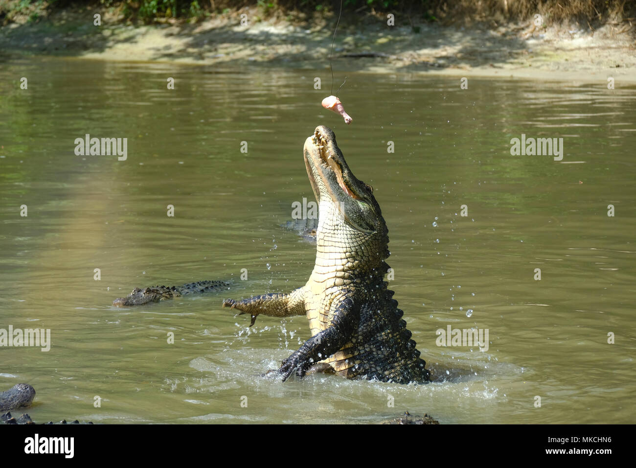 Alligators feeding in Wild Florida reserve, USA Stock Photo - Alamy