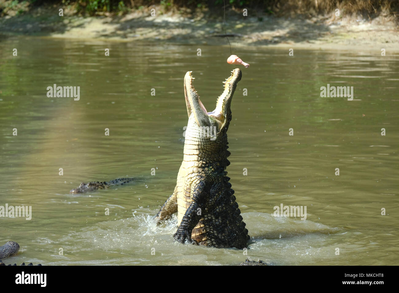 Alligators feeding in Wild Florida reserve, USA Stock Photo - Alamy