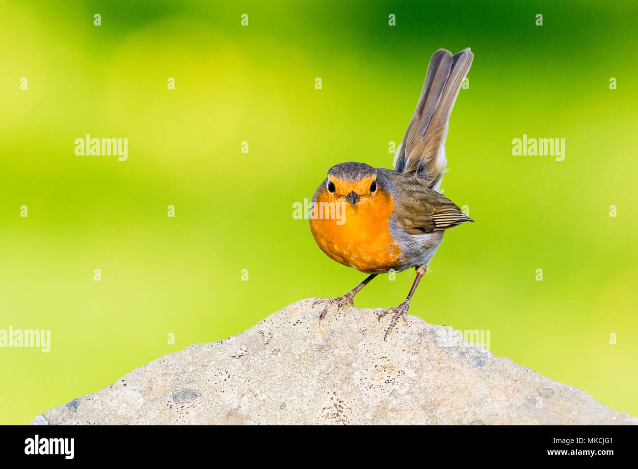 Robin bird uk hi-res stock photography and images - Alamy