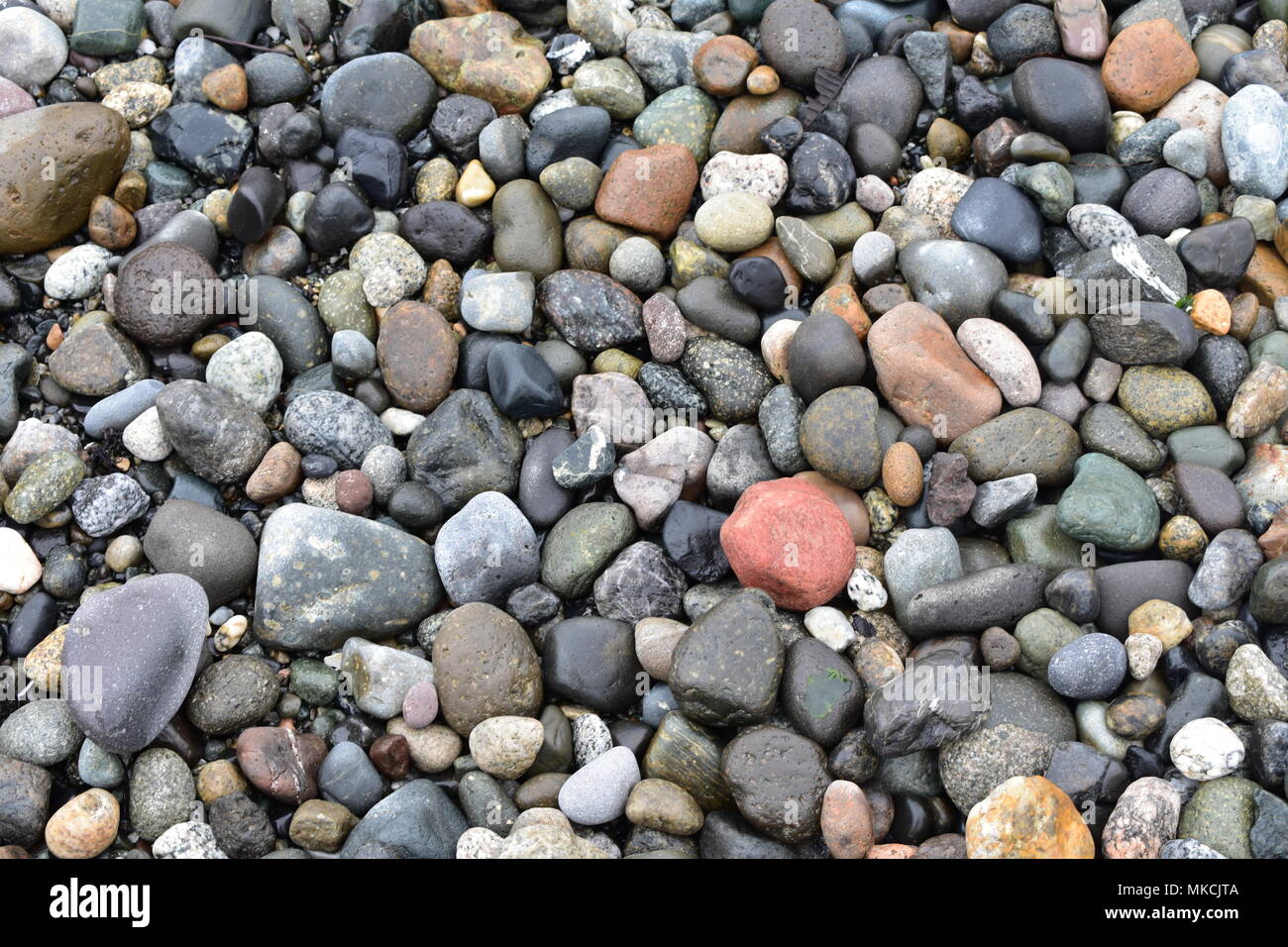 Multi-colored stones on the beach at Discovery Park Stock Photo - Alamy