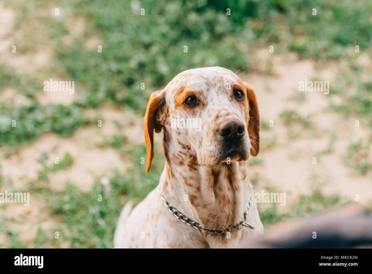 Serious looking dog hi-res stock photography and images - Alamy