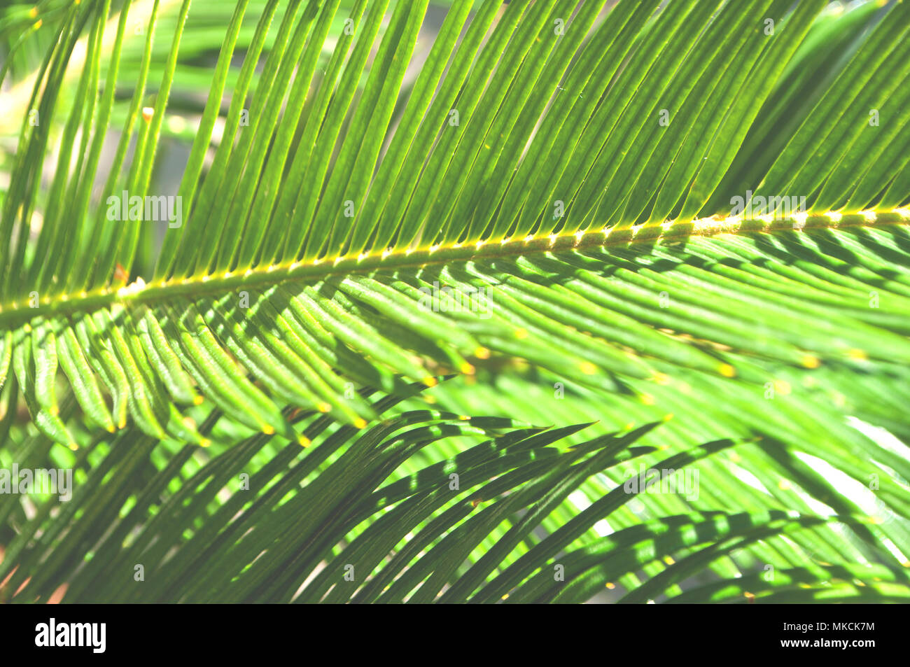 Tropic palm tree hi-res stock photography and images - Alamy