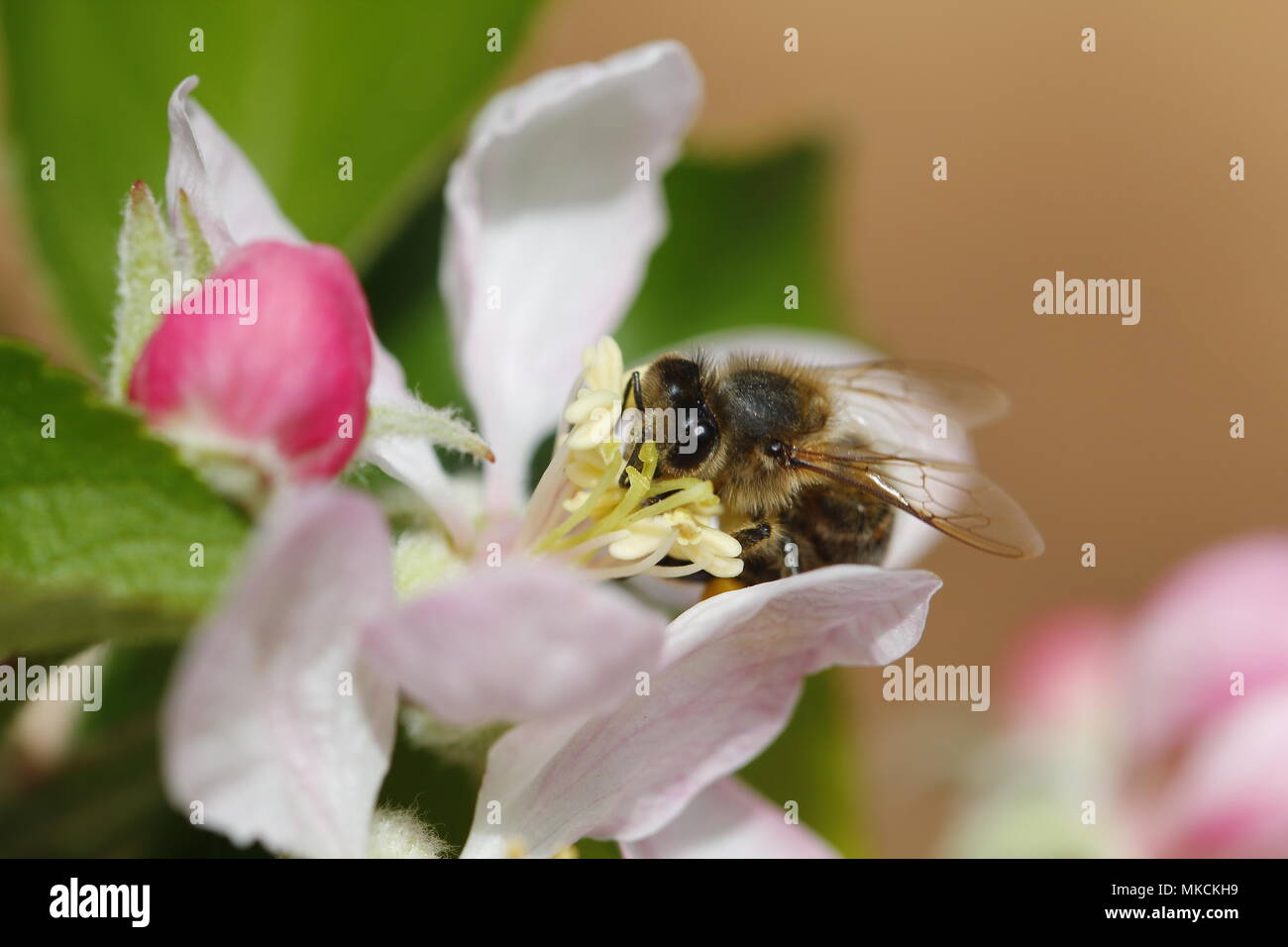 Pollination of tree flowers, with a bee Stock Photo - Alamy