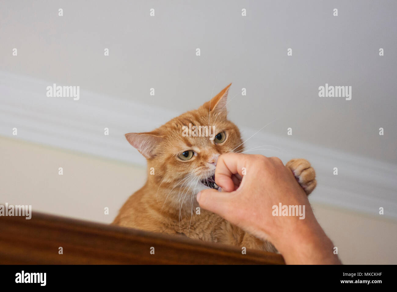 Angry red cat fighting against a human's hand. Agressive Stock Photo ...