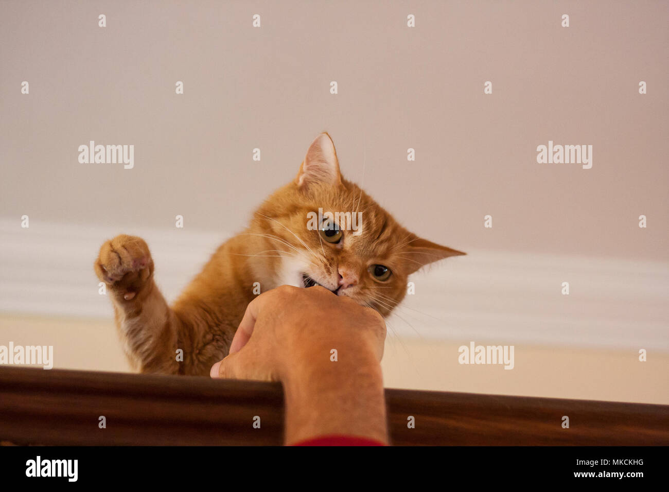 Angry red cat fighting against a human's hand. Agressive Stock Photo ...