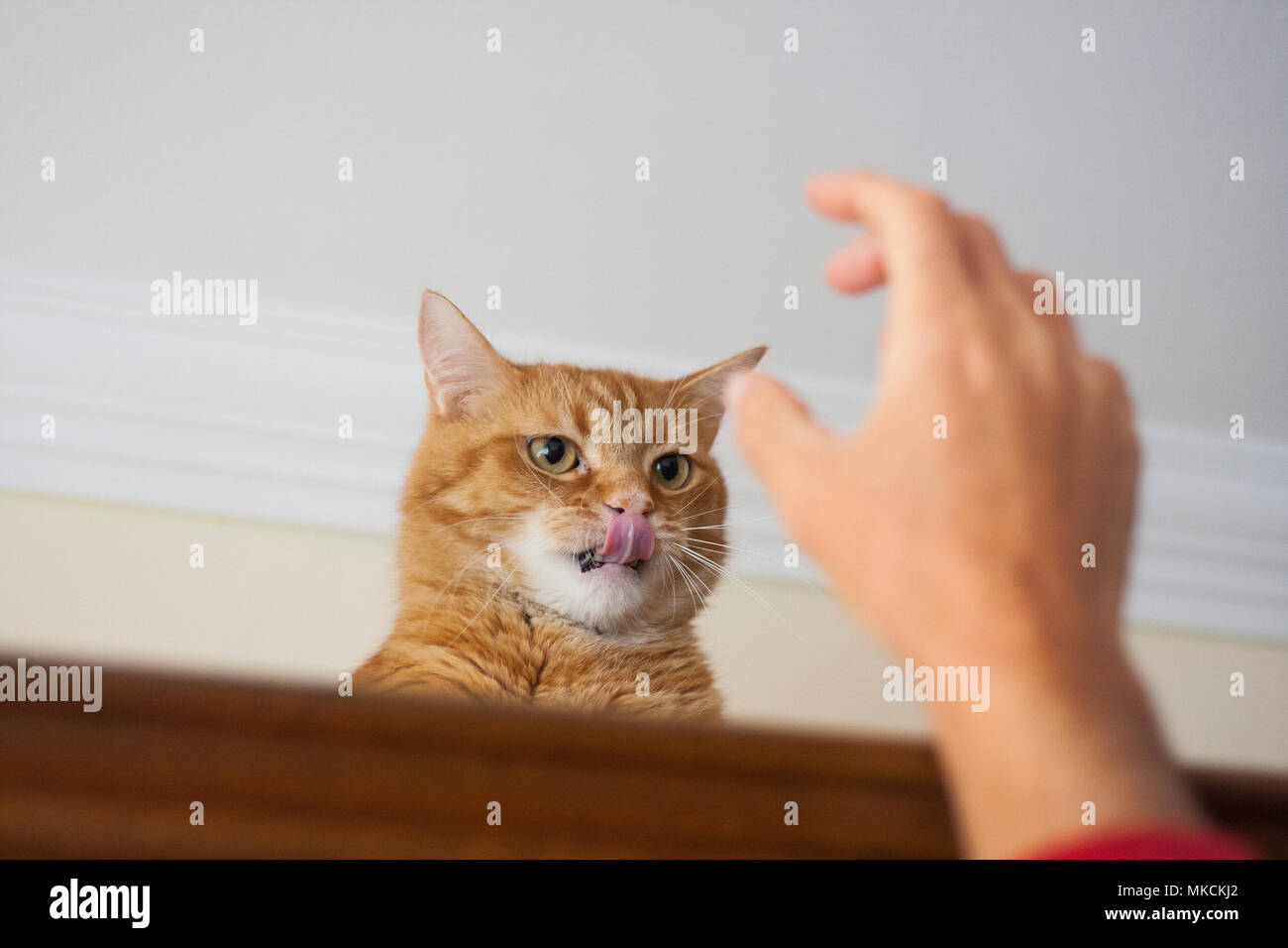 Angry red cat fighting against a human's hand. Agressive Stock Photo ...
