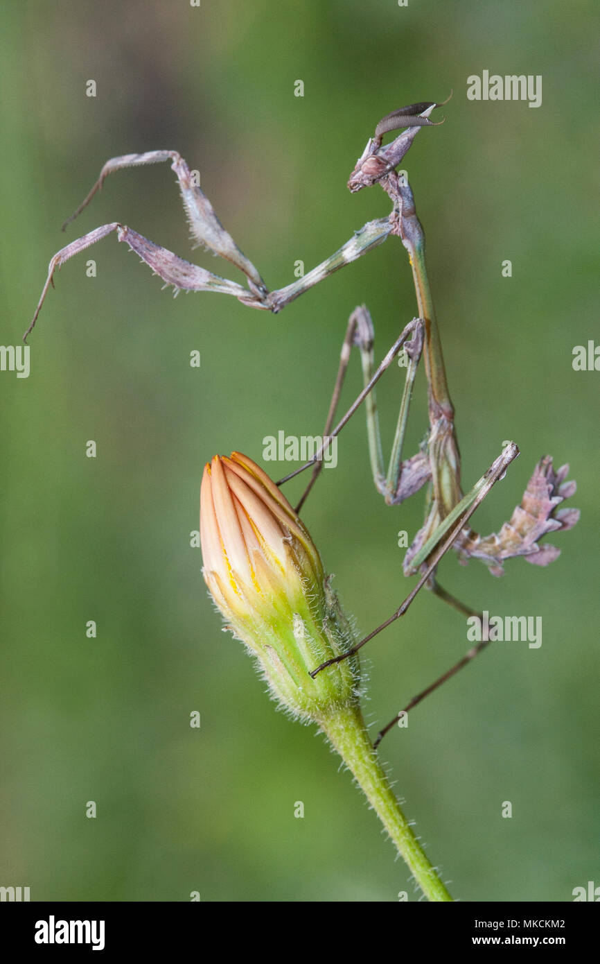 Empusa sp. in Turkey, conehead mantis macro photo Stock Photo - Alamy