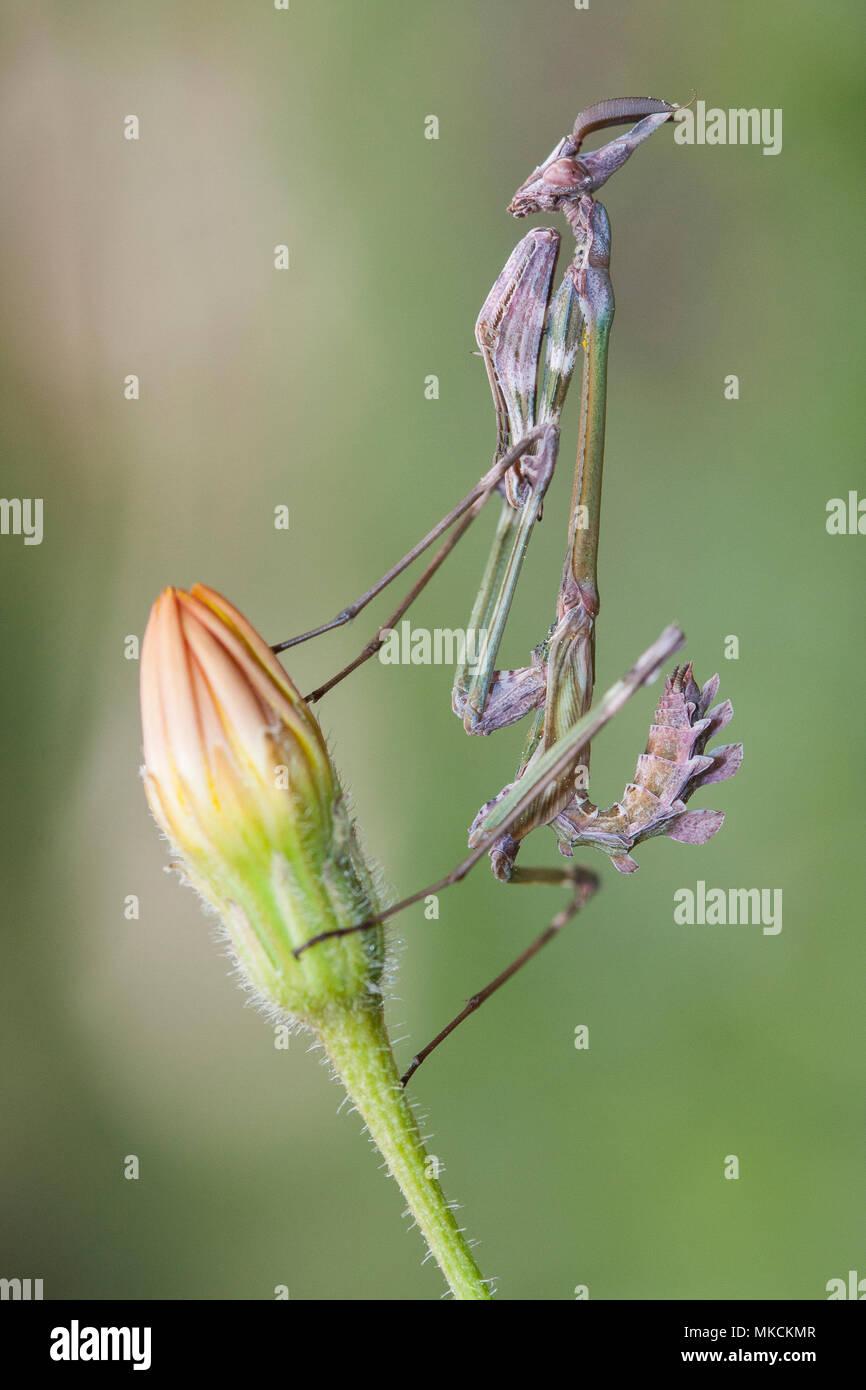 Empusa sp. in Turkey, conehead mantis macro photo Stock Photo - Alamy