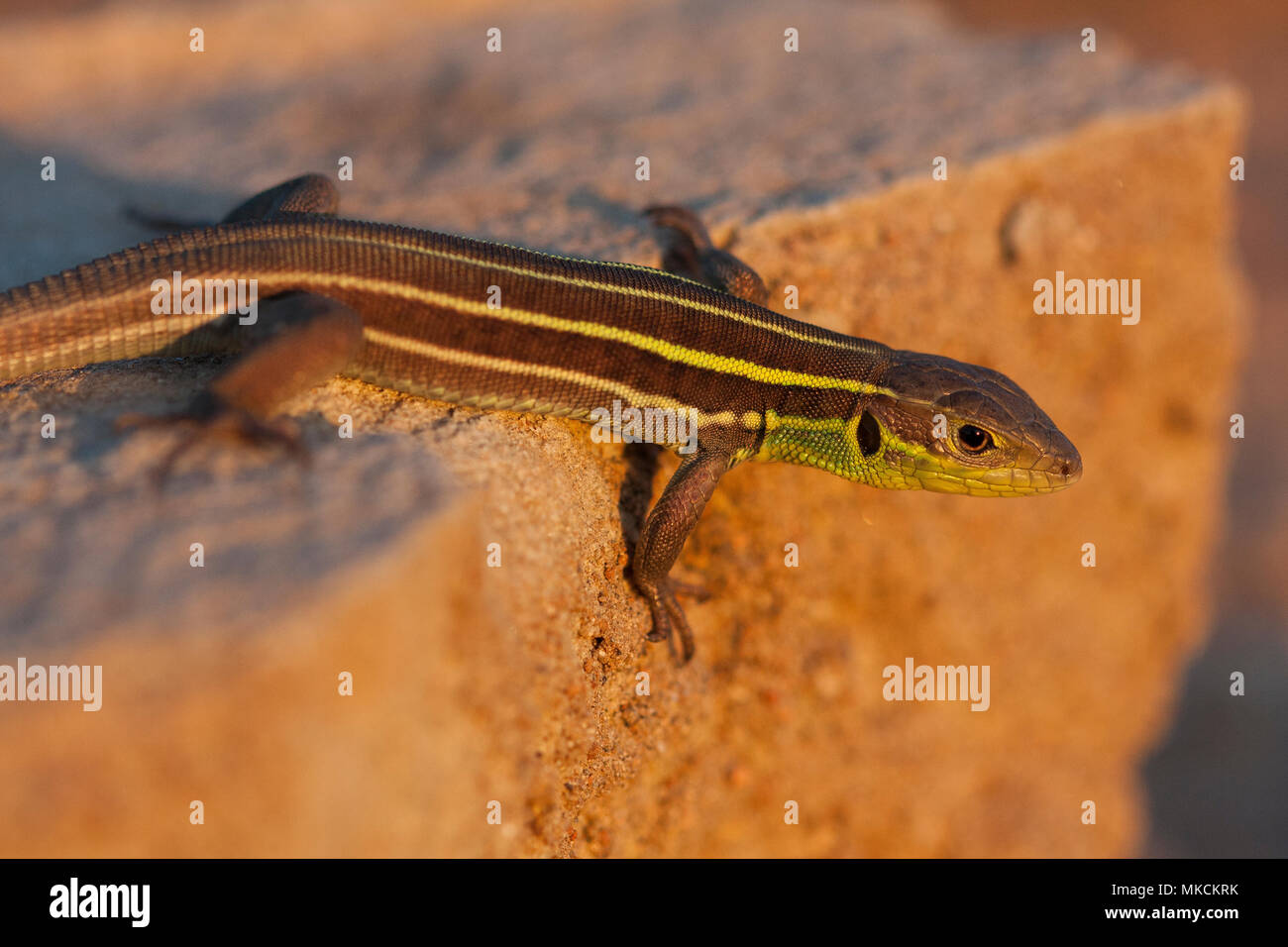 Lacerta trilineata, green lizard on a rock in Turkey Stock Photo - Alamy