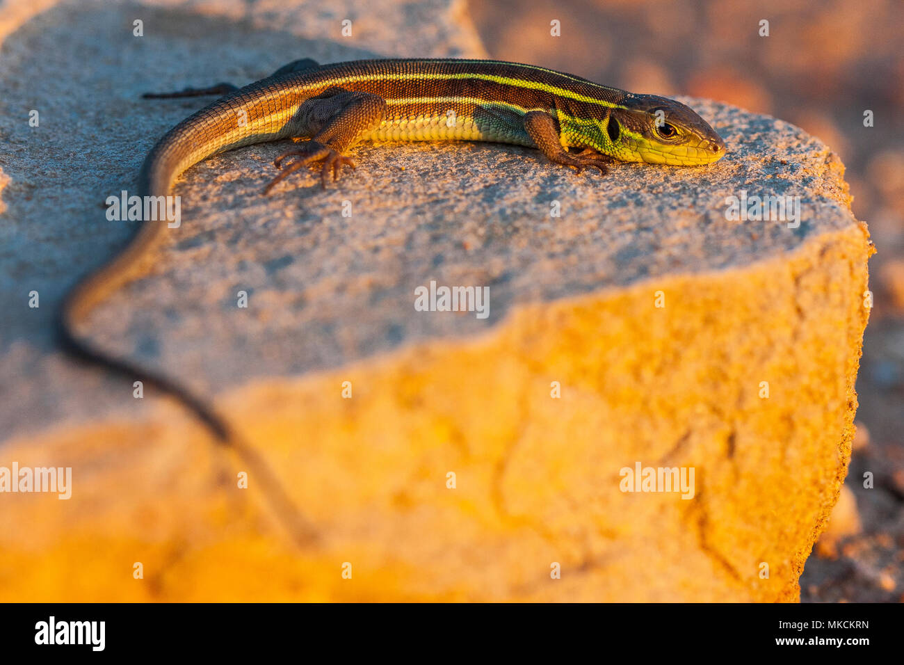 Lacerta trilineata, green lizard on a rock in Turkey Stock Photo - Alamy