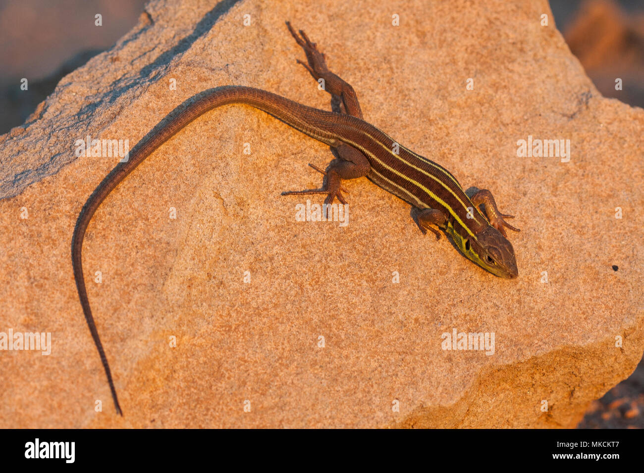 Lacerta trilineata, green lizard on a rock in Turkey Stock Photo - Alamy