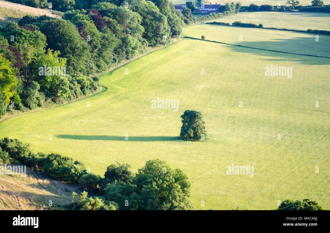 A lone tree stands in the middle of a pasture field in the Blackmore ...