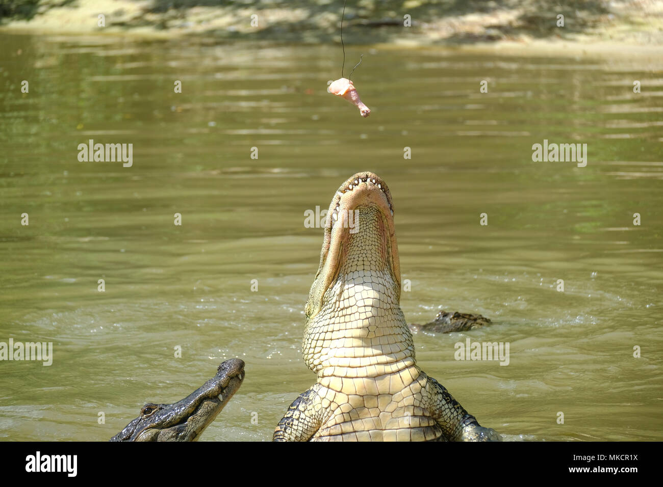 Alligators feeding in Wild Florida reserve, USA Stock Photo - Alamy